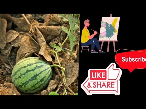 Watermelon 🍉 Drawing #viralvideo #drawing #like #subscribe - YouTube
