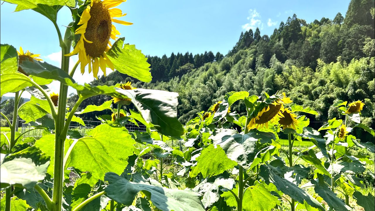 ひまわり 種蒔から、収穫までの3か月 - YouTube