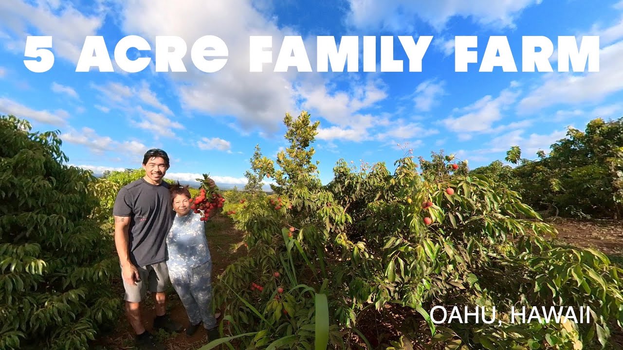 5 Acre fruit farm on Oahu, Hawaii, drone footage - YouTube