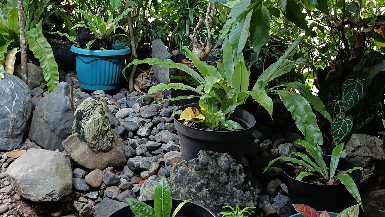 Tempatnya Museum alam 🌿🍃 - YouTube