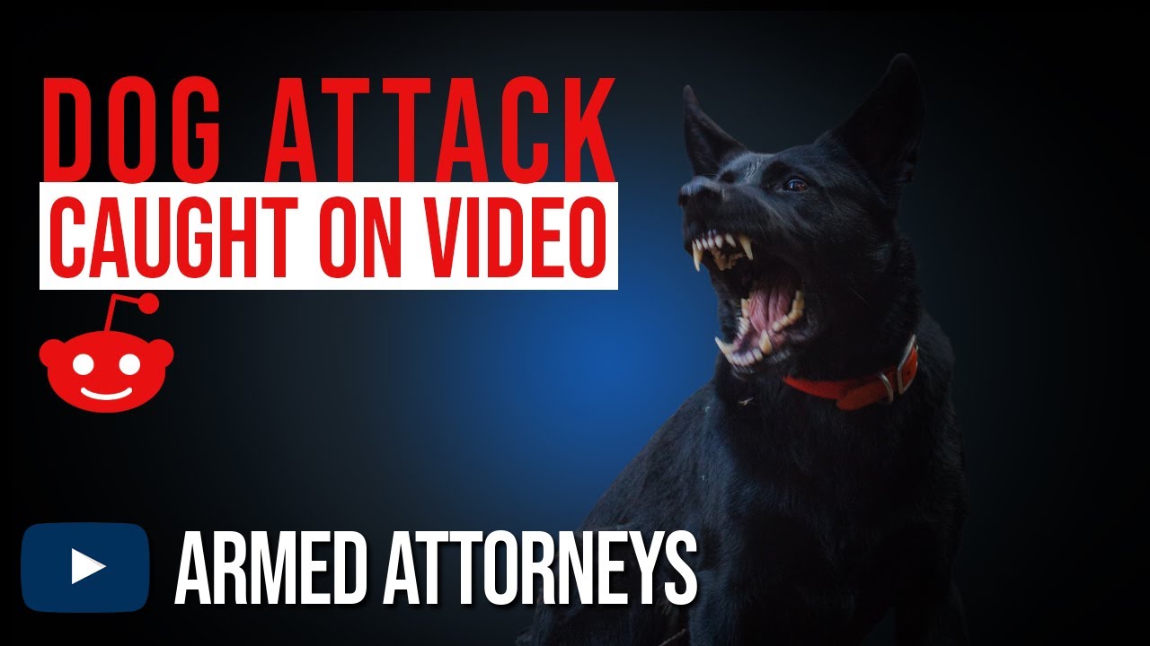 Self-Defense Against Dogs – Is it Legal? - YouTube