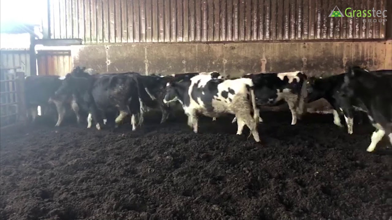 20 - Br/Irish Fr In Calf Heifers - YouTube