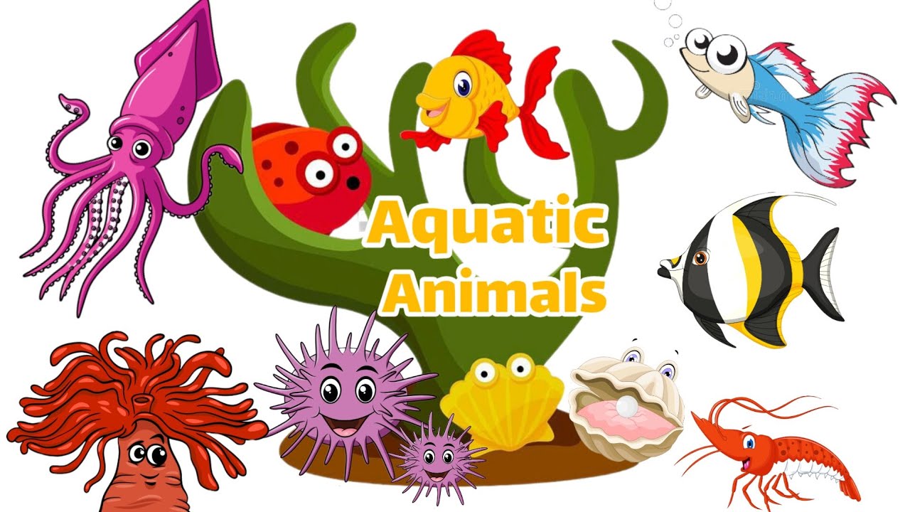 Aquatic animals in english | with picture & pronunciation - YouTube