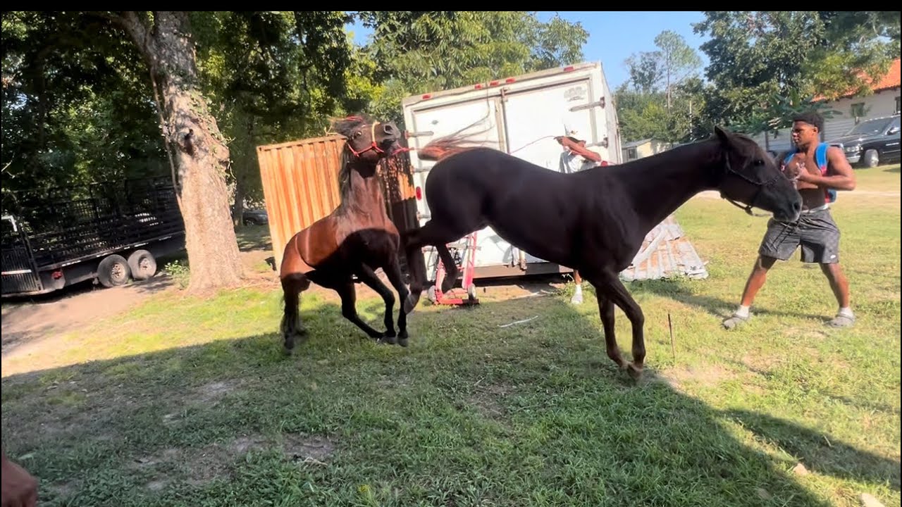 BREEDING HORSES GONE WRONG🤦🏾‍♂️😂 (training day) no horses where injured ...