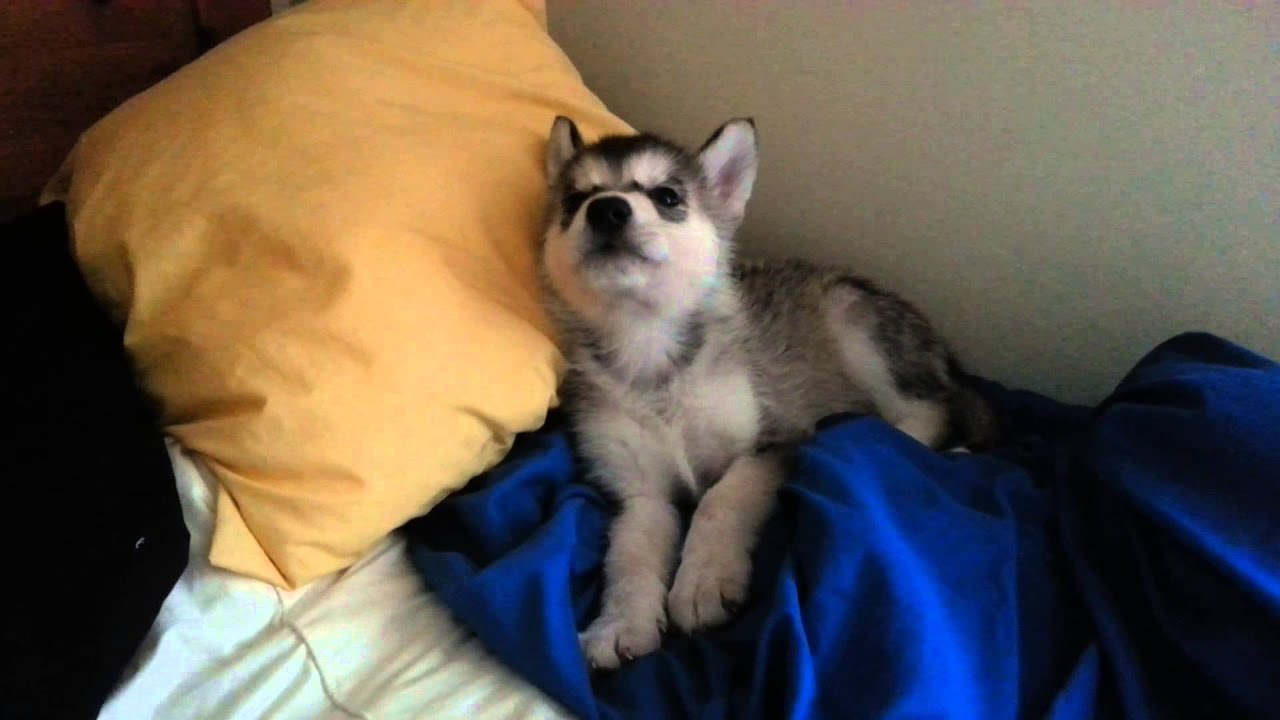 Baby wolf howling (milo) - YouTube
