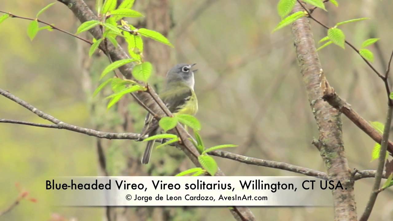 Blue-headed Vireo 1 - YouTube