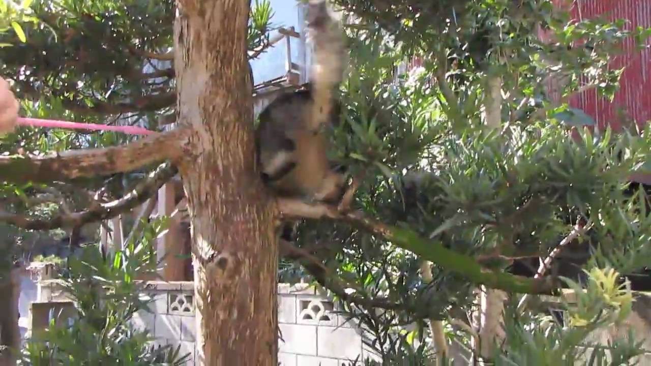 木登りラミオ The cat which climbs the tree:Lamio - YouTube