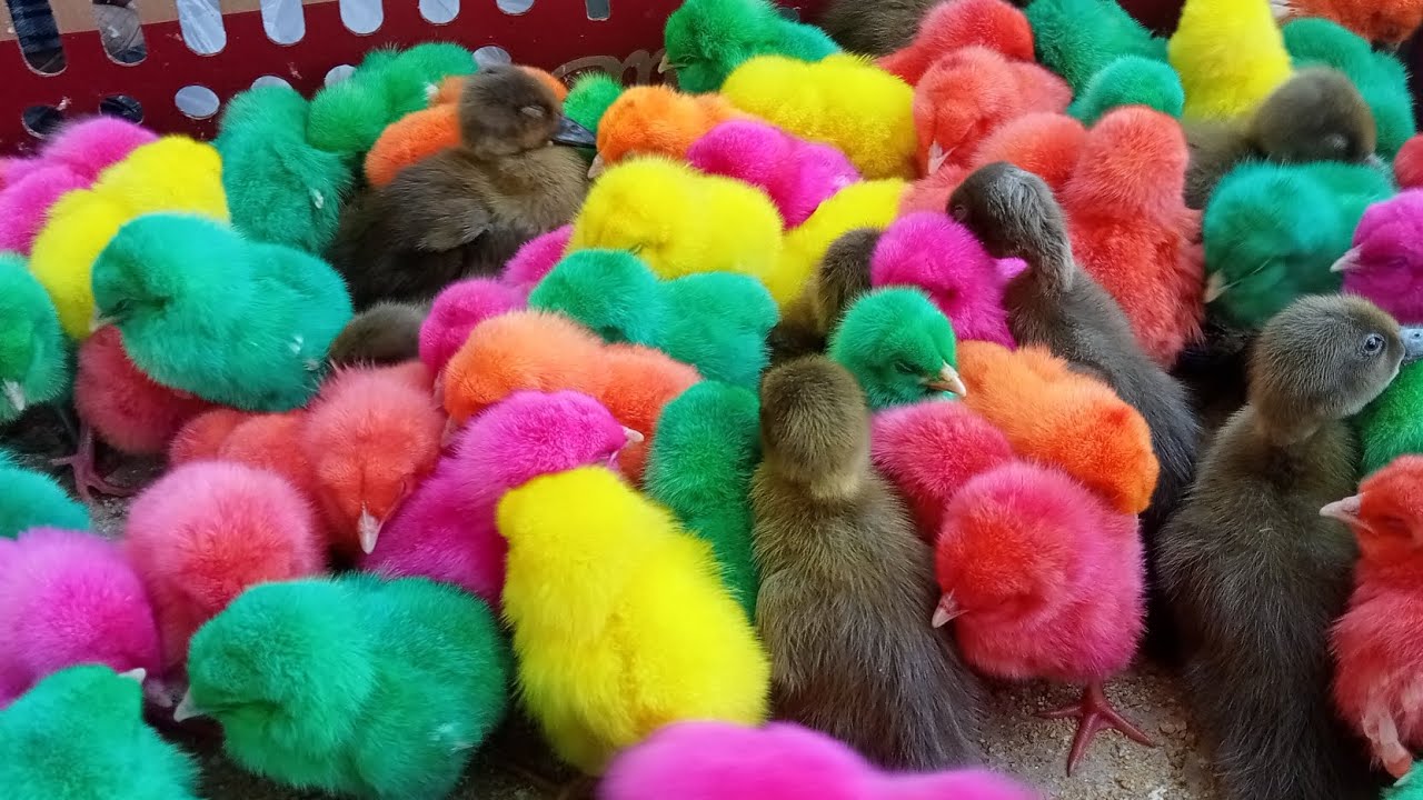 very funny! ducks and chickens are playing ball during the day ( part ...