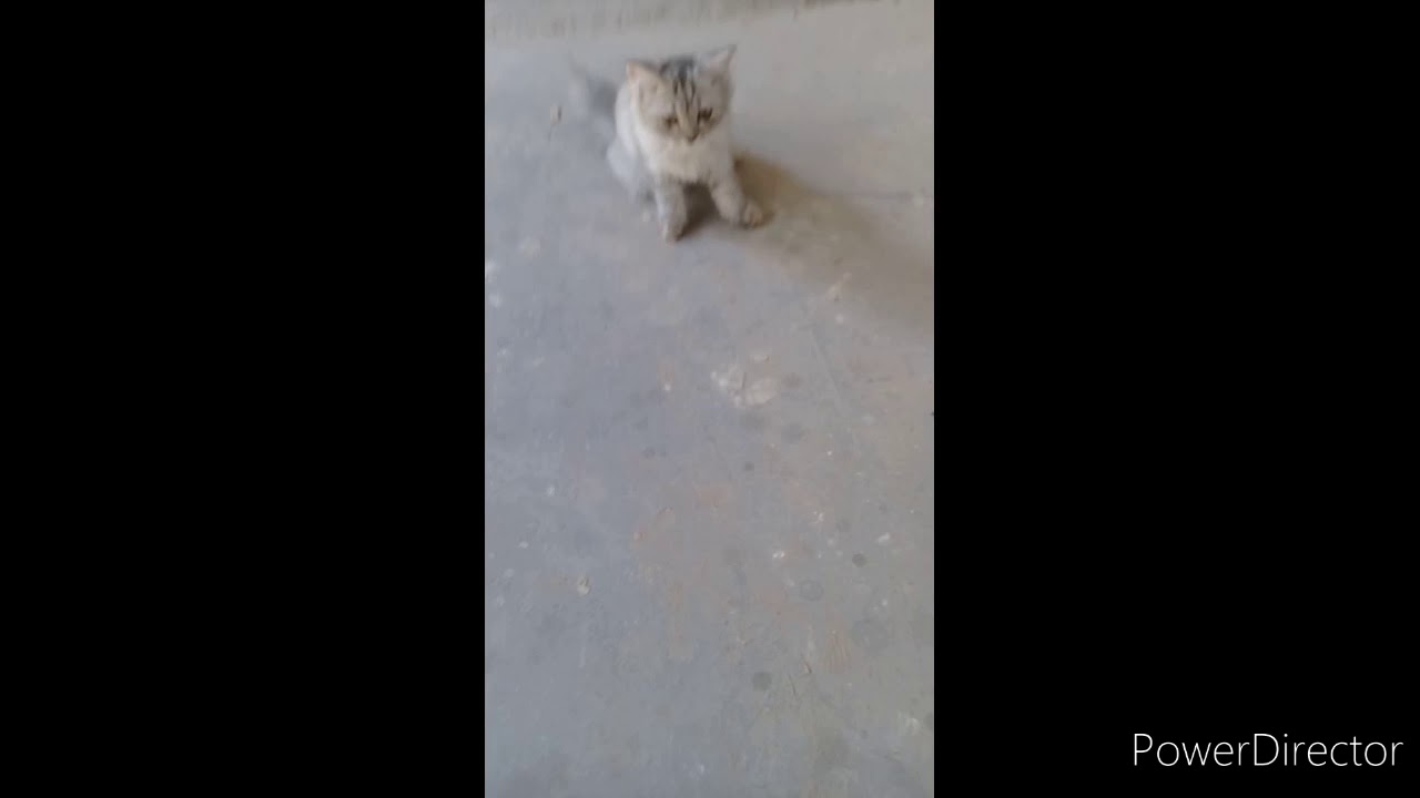 Hello Kitty again - YouTube