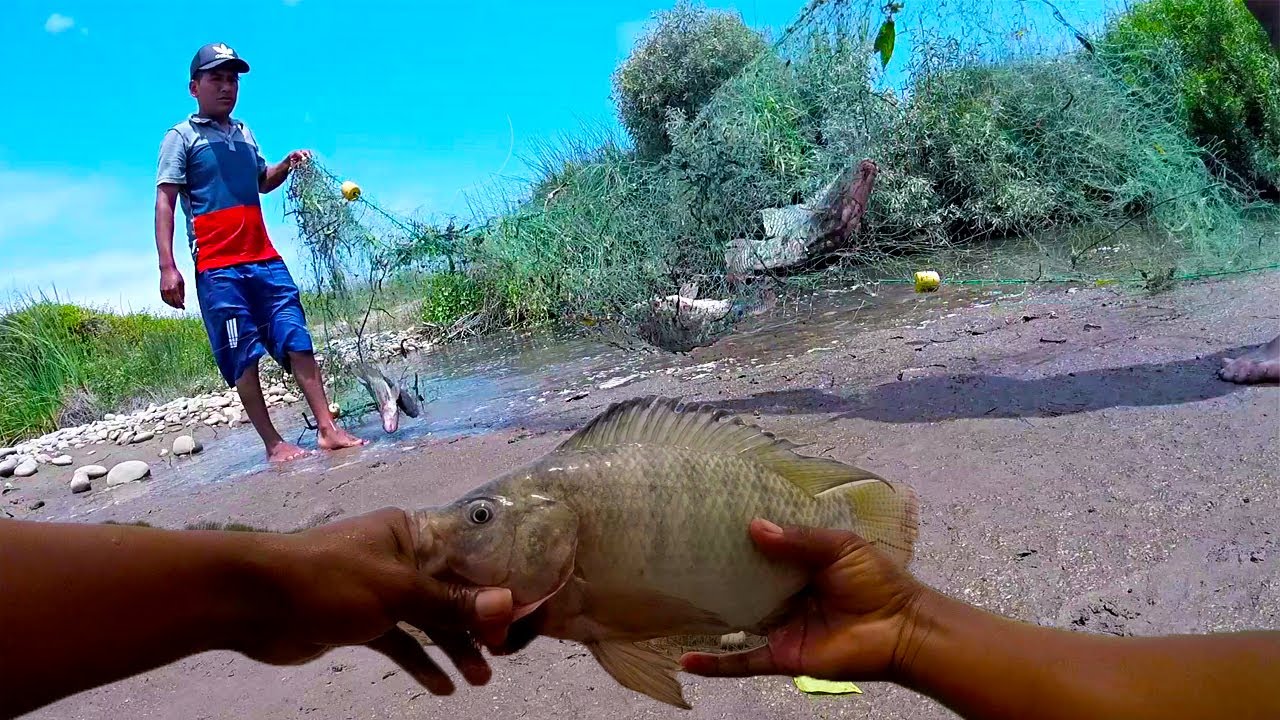 Mira!!! Como Pescan Gigantes Mojarras con red / Big Mojarras Fishing ...
