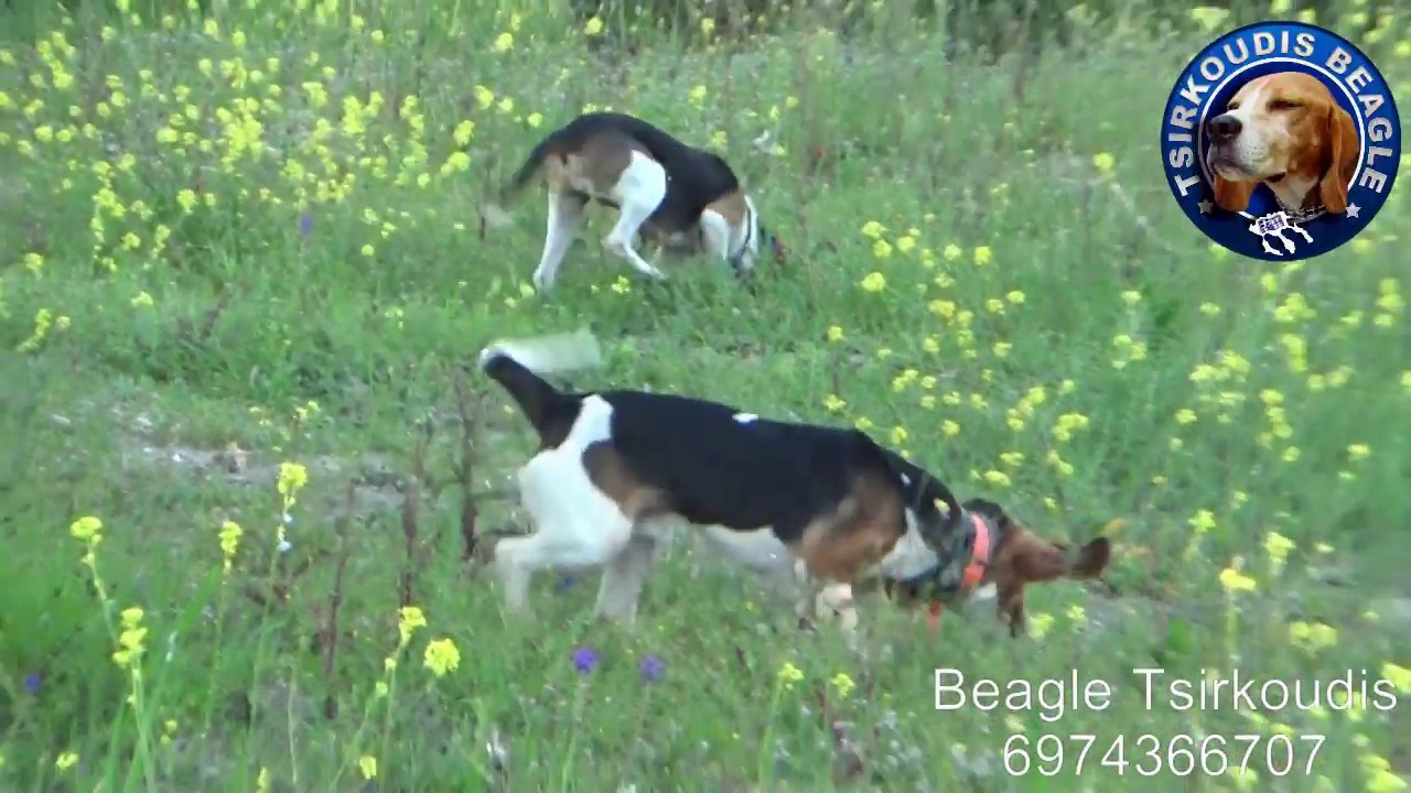 beagle Tsirkoudis - YouTube