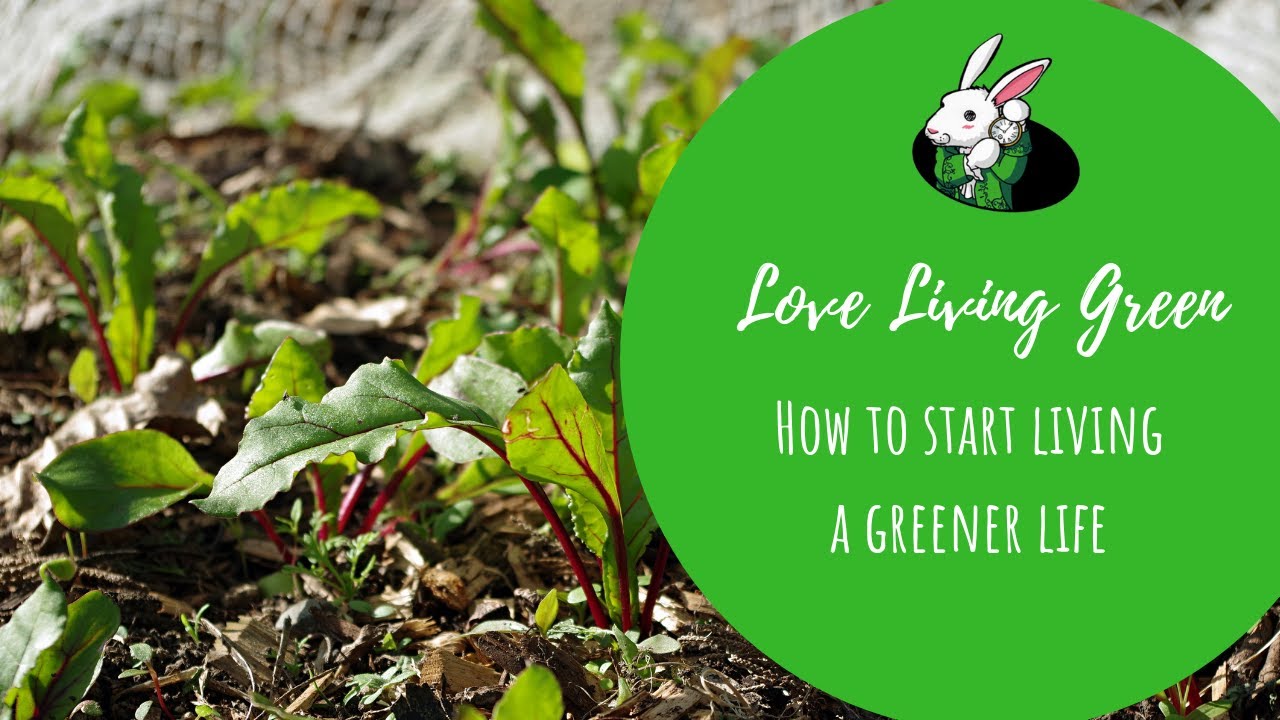 How to start living a greener life - YouTube