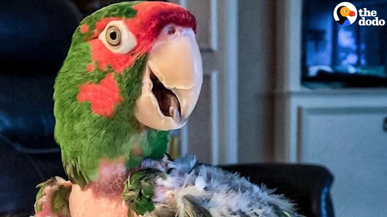 Rescue Parrot Hated EVERYONE Until He Met Her