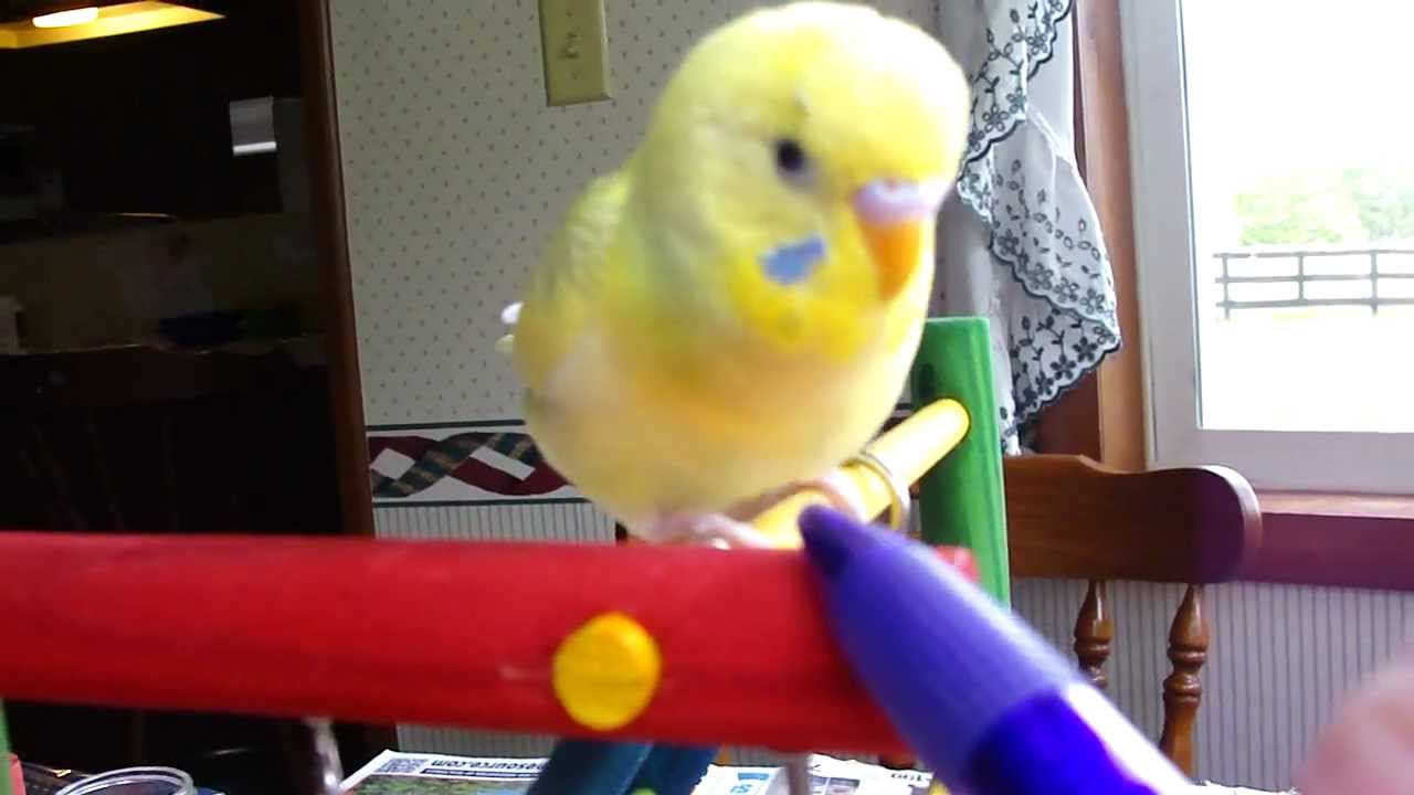 Inca, My Baby Parakeet, Playing and Talking April 2012 - YouTube