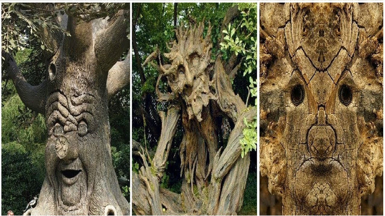 दुनिया के 10 विचित्र पेड़ Top 10 Strange Trees of the World IN HINDI ...