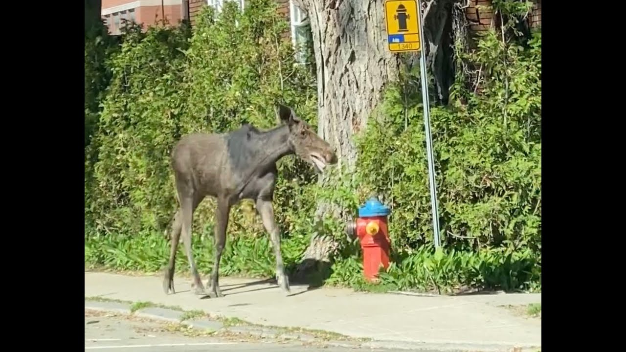 Un orignal dans le centre-ville de Québec - YouTube