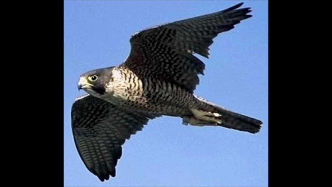 Como el Halcon Jose Velez FELIPE CAMIROAGA (PABLO RIVERA) - YouTube