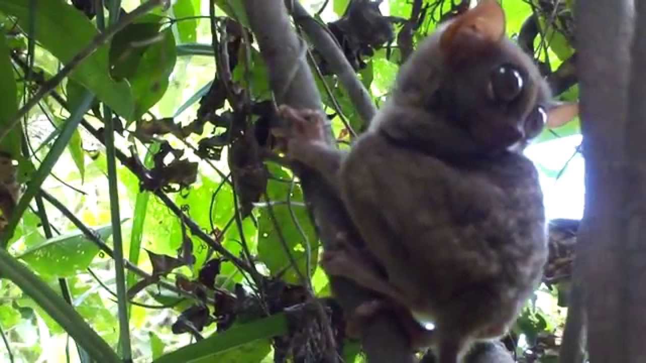Philippines Tarsier jumps and eats large insect - YouTube