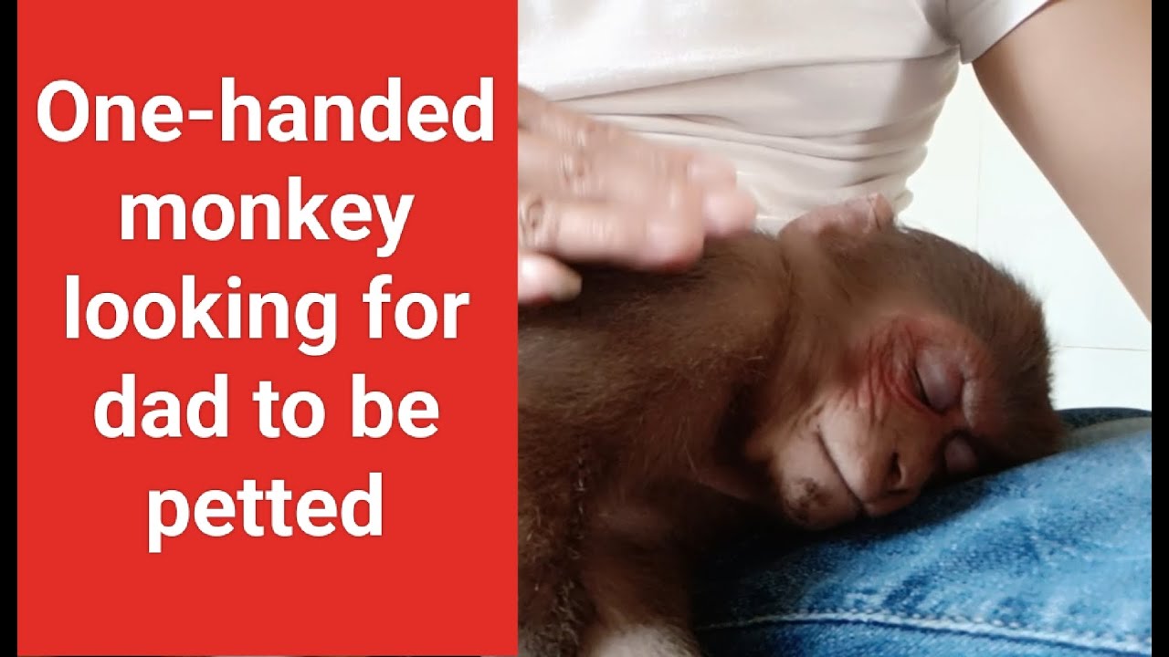 One-handed monkey looking for dad to be petted"Monkey Baby hihi" - YouTube