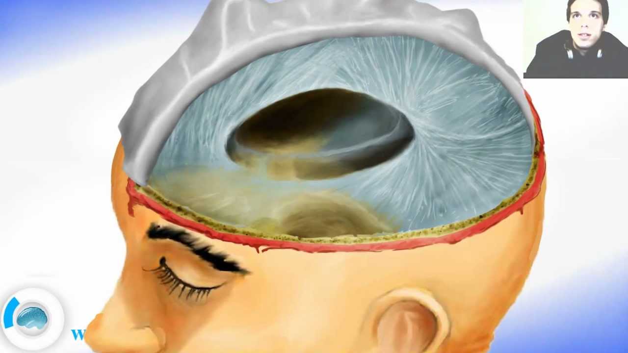 Skull Brain Meninges - Brain Anatomy - YouTube