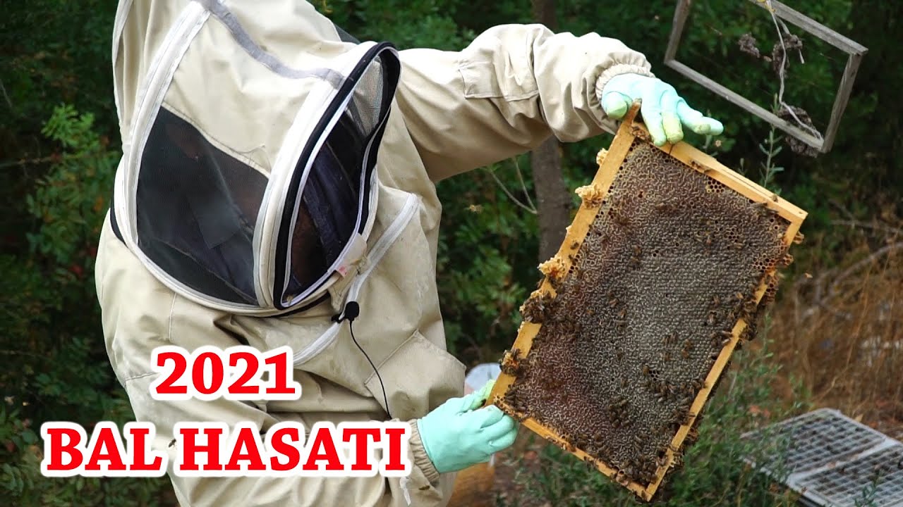 BAL HASATI 2021 | BAL SÜZME | PETEKLİ BALLARIN PAKETLENMESİ | HONEY ...