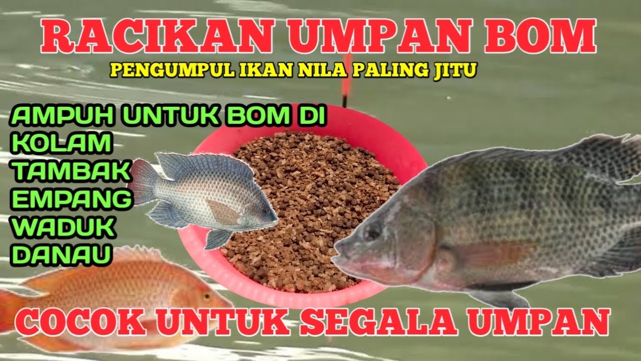 racikan umpan bom pengumpul ikan nila paling jitu || cocok untuk segala ...