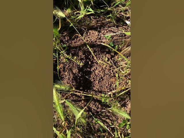 Pocket Gopher Poop