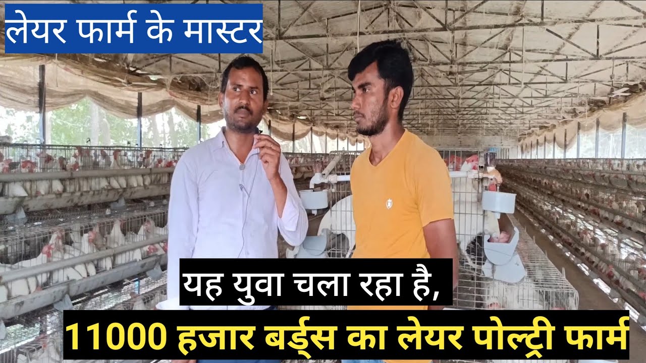 Layer Poultry Farming Business | Layer Poultry Farming In India | How ...