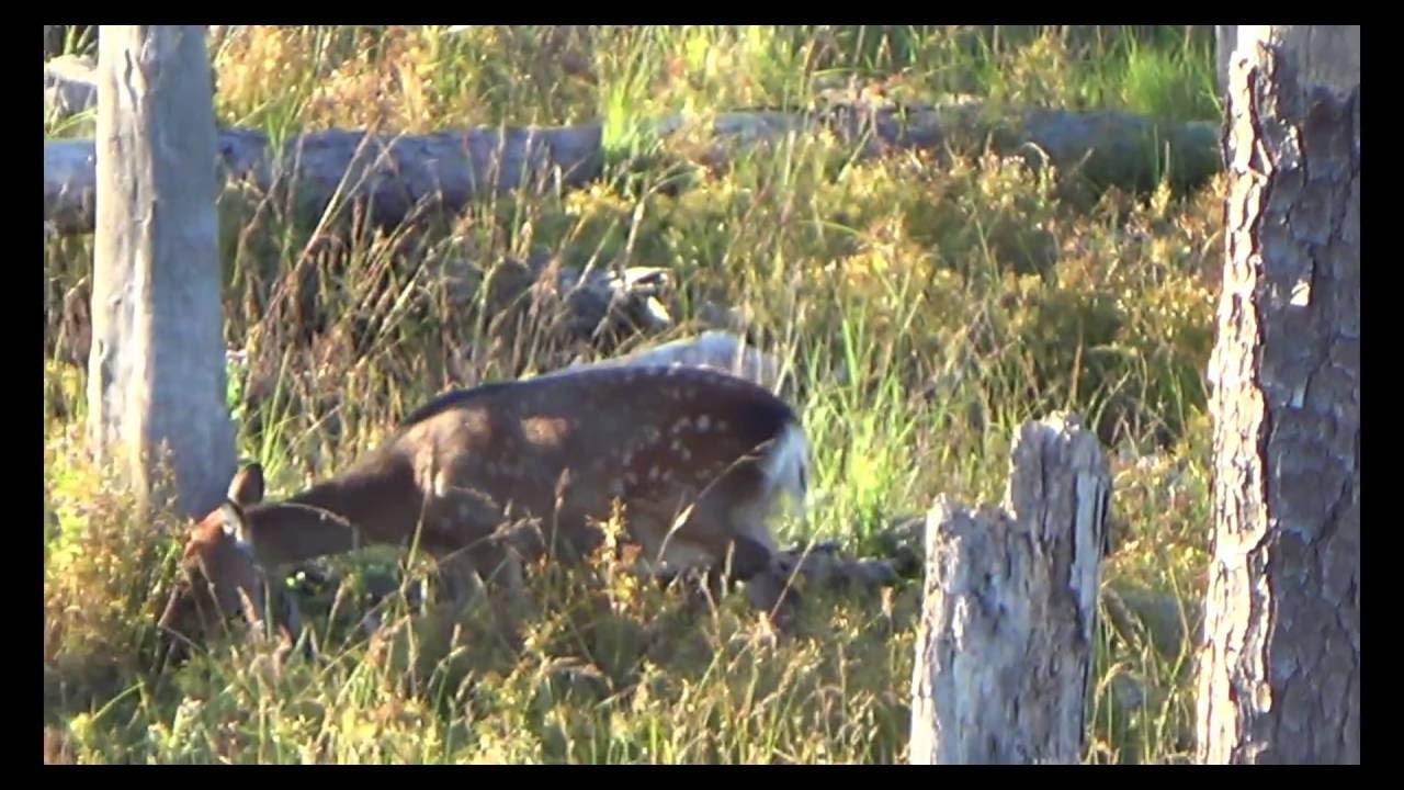 SEPT SIKA WITH BUGS - YouTube