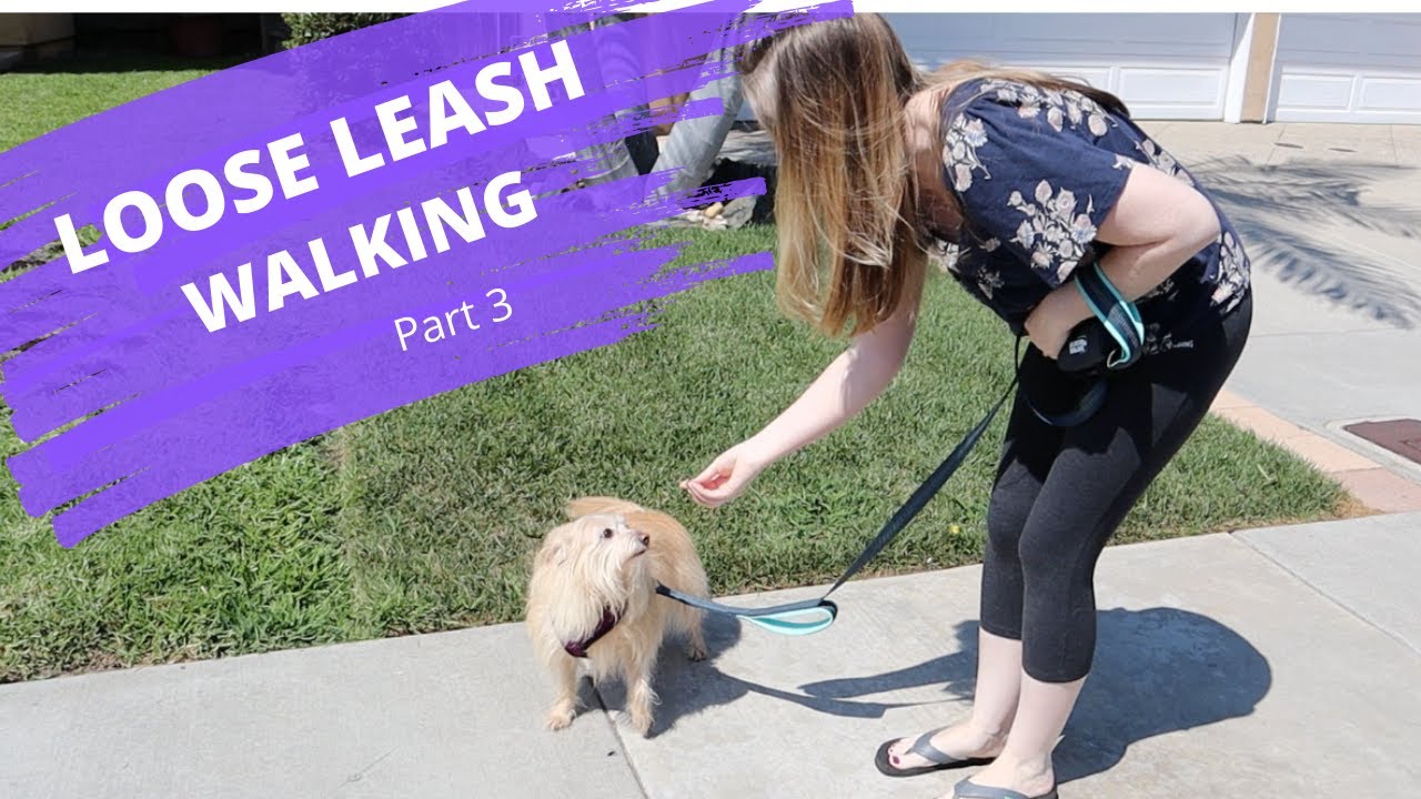 How To Teach Your Dog To Walk On A Leash Without Pulling, Part 3 ...