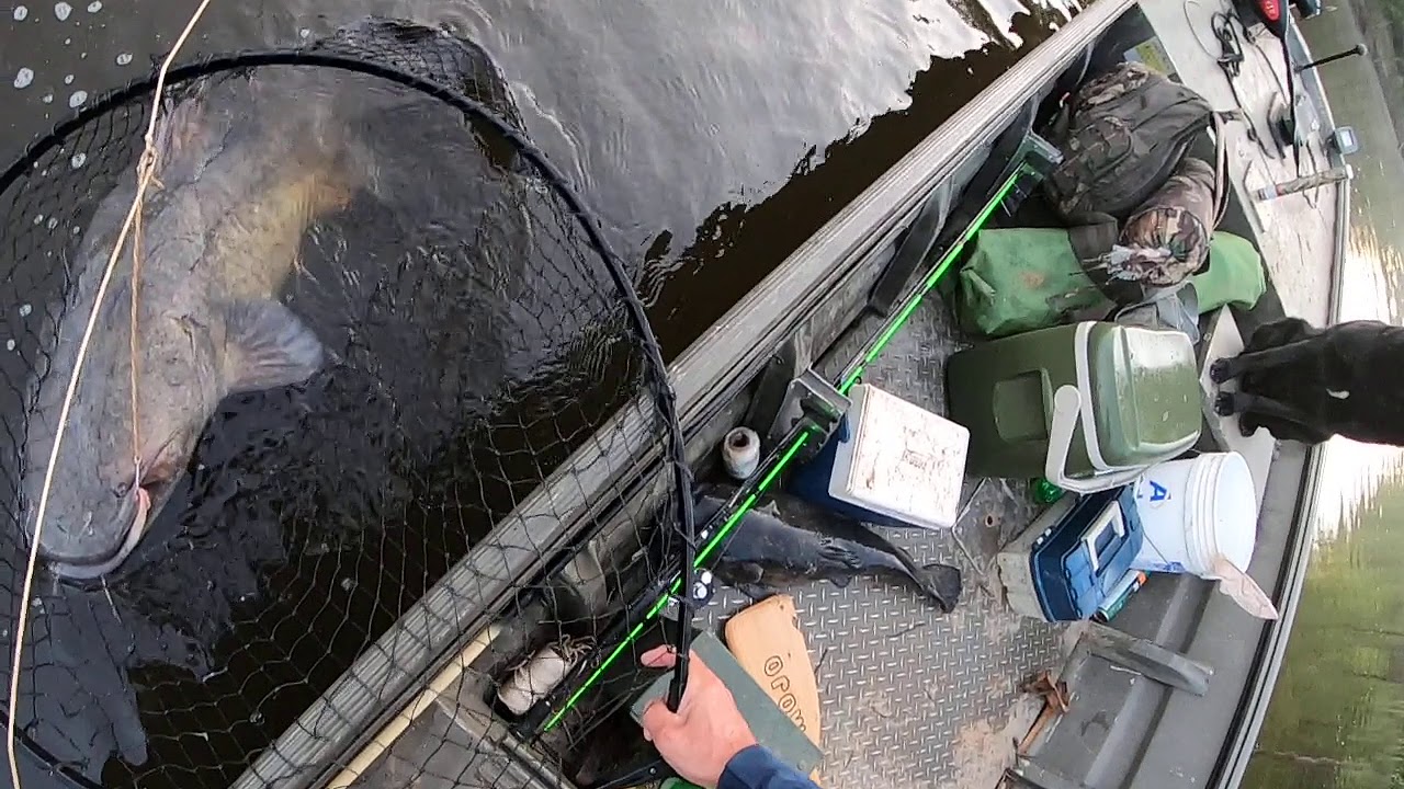 Louisiana bayou trotlining with a 52# OPP catch - YouTube