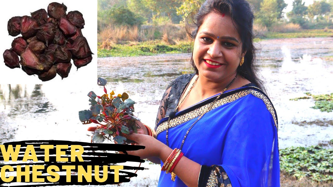 How is water chestnut/Singhara grown and harvested?? Let's check out ...