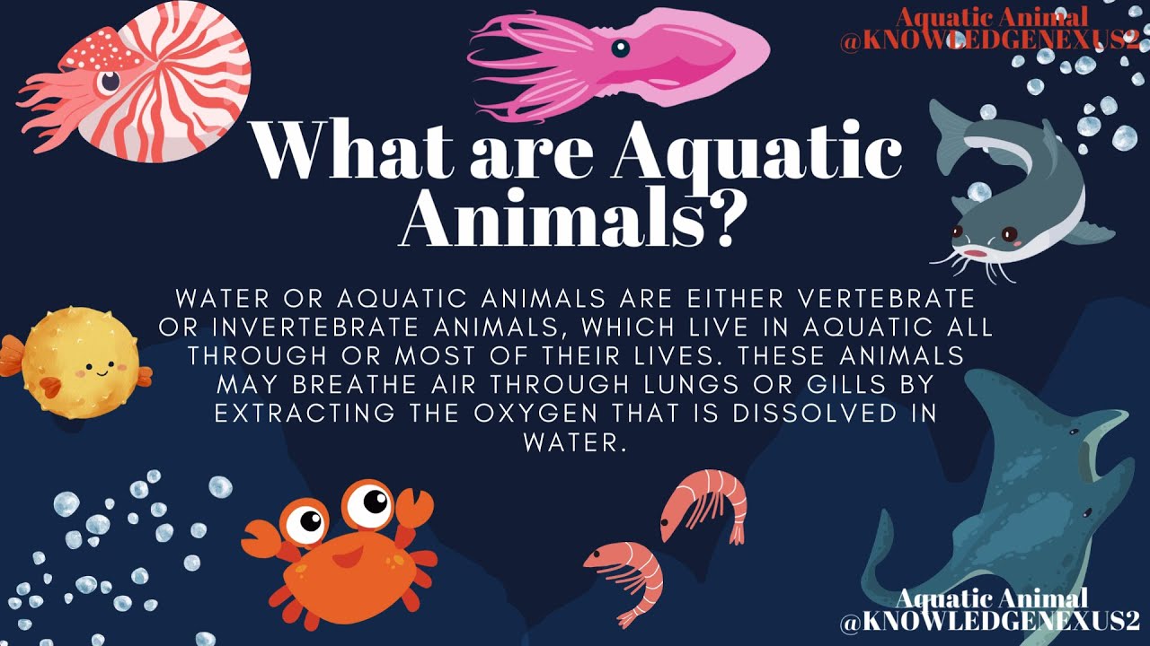 #Fun Science Aquatic Animals. #Splashin Science: Fun Facts About ...