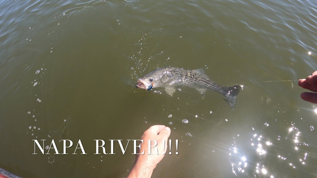 Napa River Striper Fishing!!! - YouTube
