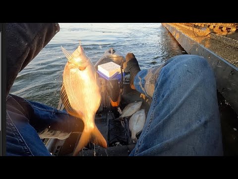 Porgy Catch And Cook On The Beach/Home Made Sand Flea Jig - YouTube
