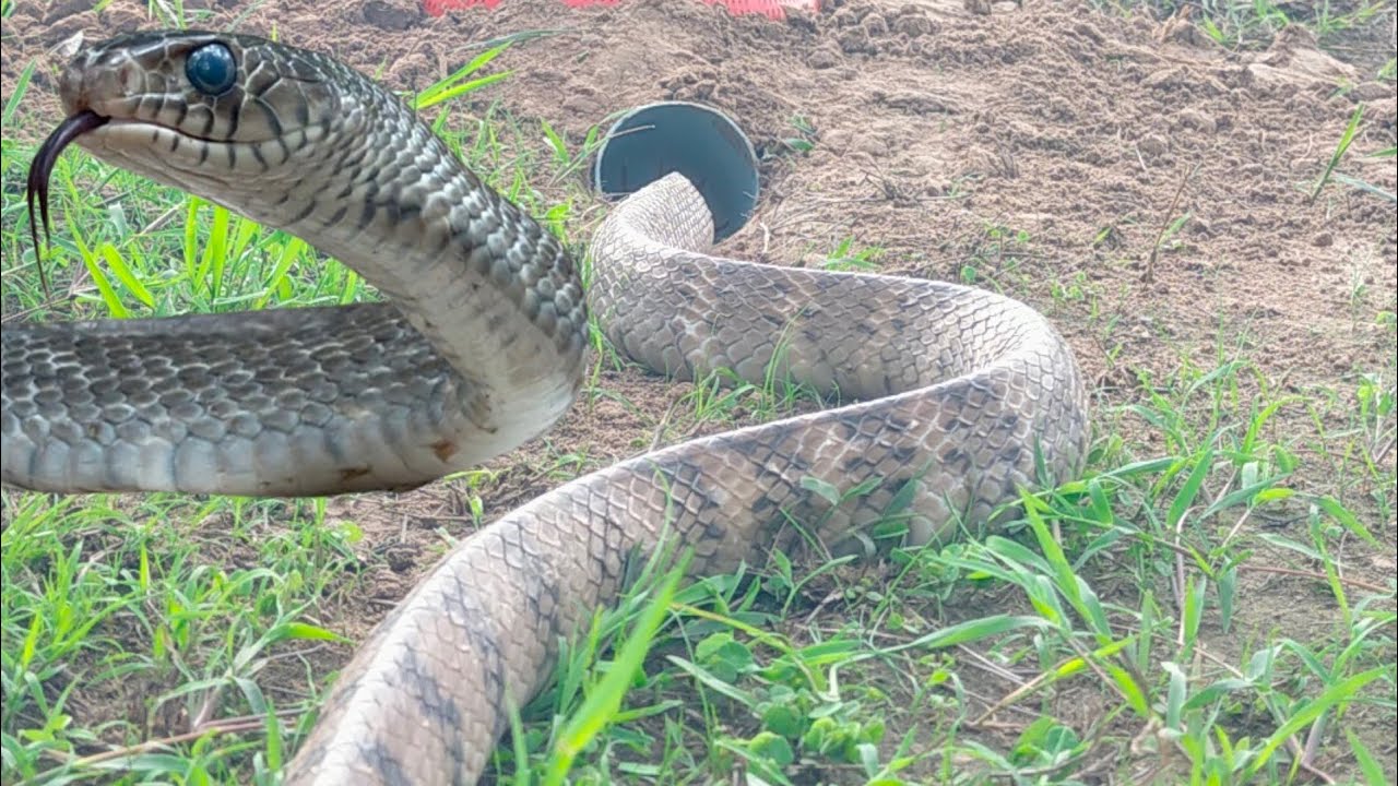 Snake trap using plastic box cage - YouTube