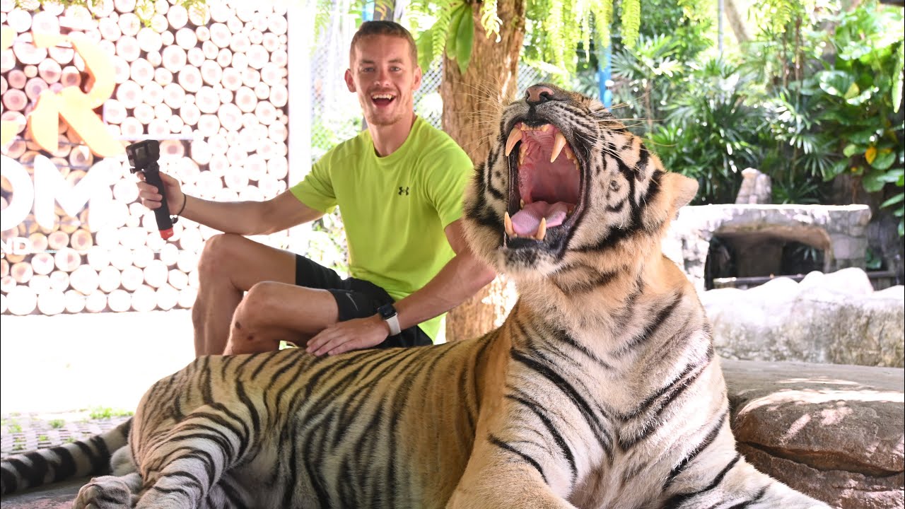 UP CLOSE AND PERSONAL WITH REAL LIFE TIGERS IN THAILAND 🇹🇭 30 - YouTube