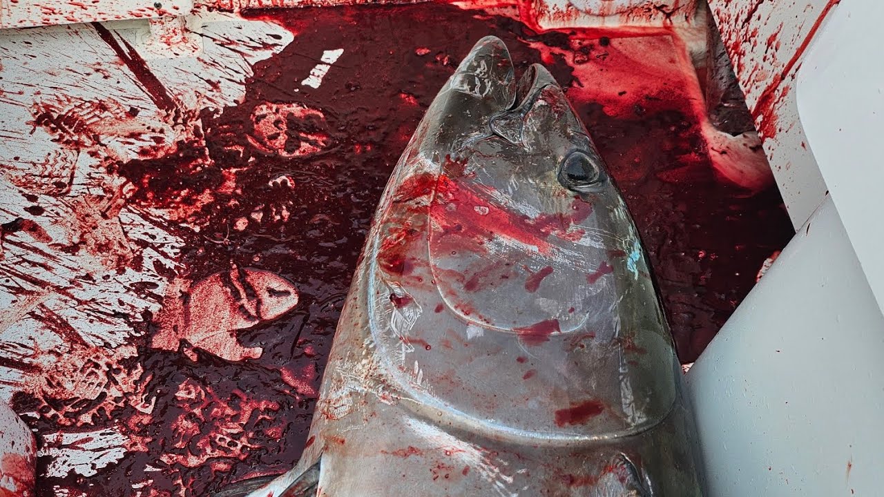 Bluefin Tuna 146 pounds gaffed into boat - YouTube