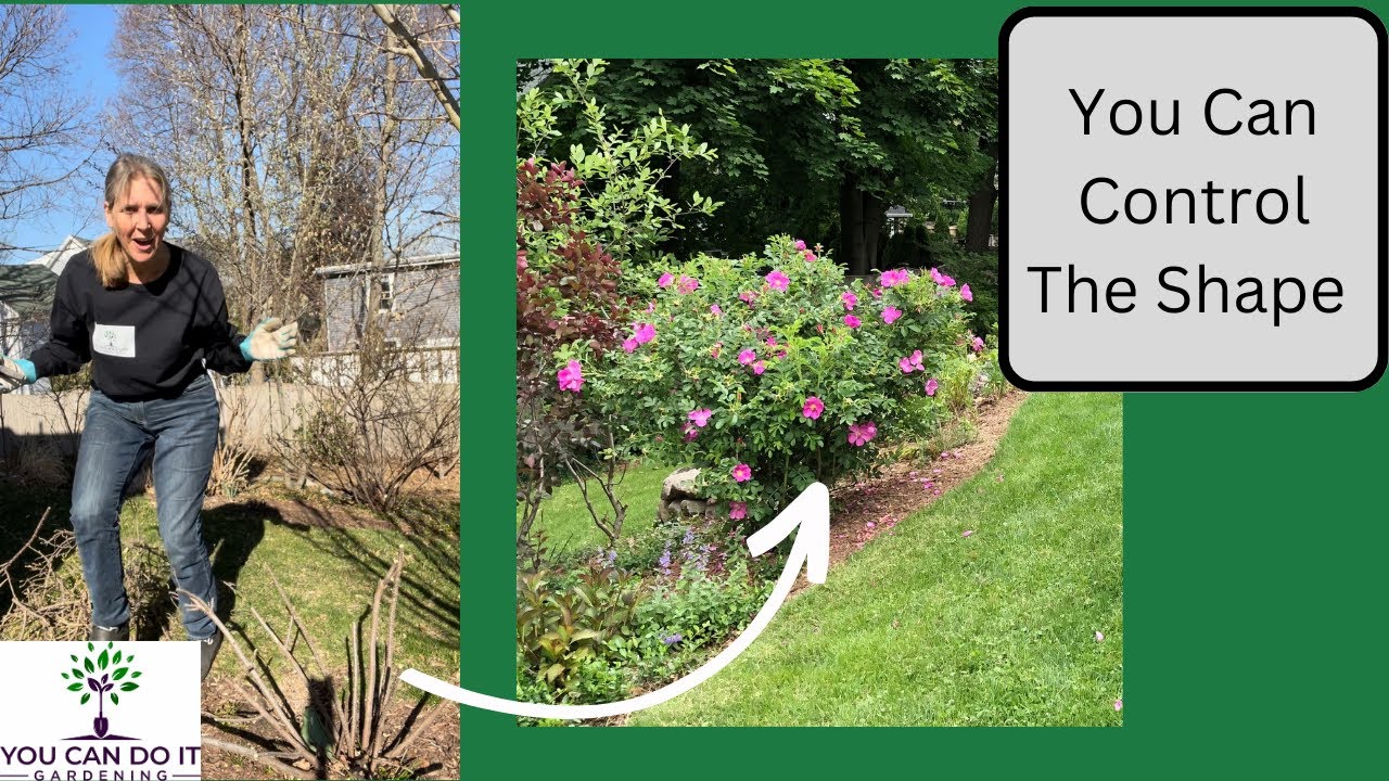 How to Prune Rosa Rugosa Quickly - YouTube