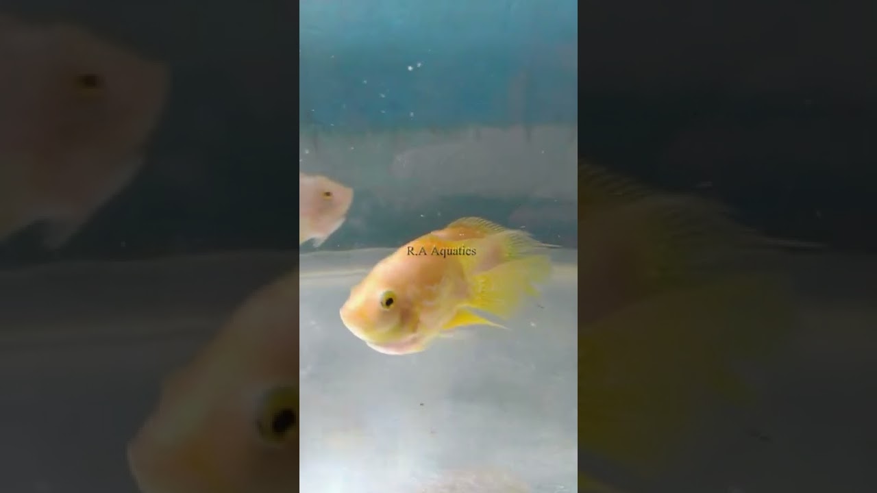 Albino Short Body Flowerhorn Fish | Albino Short Body Flowerhorn ...