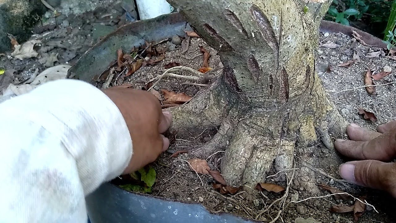 CARA MENGATASI AKAR DOMINAN PADA BONSAI WARU WAYANG - YouTube