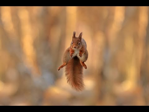 Red Squirrel Hide Shoot - YouTube