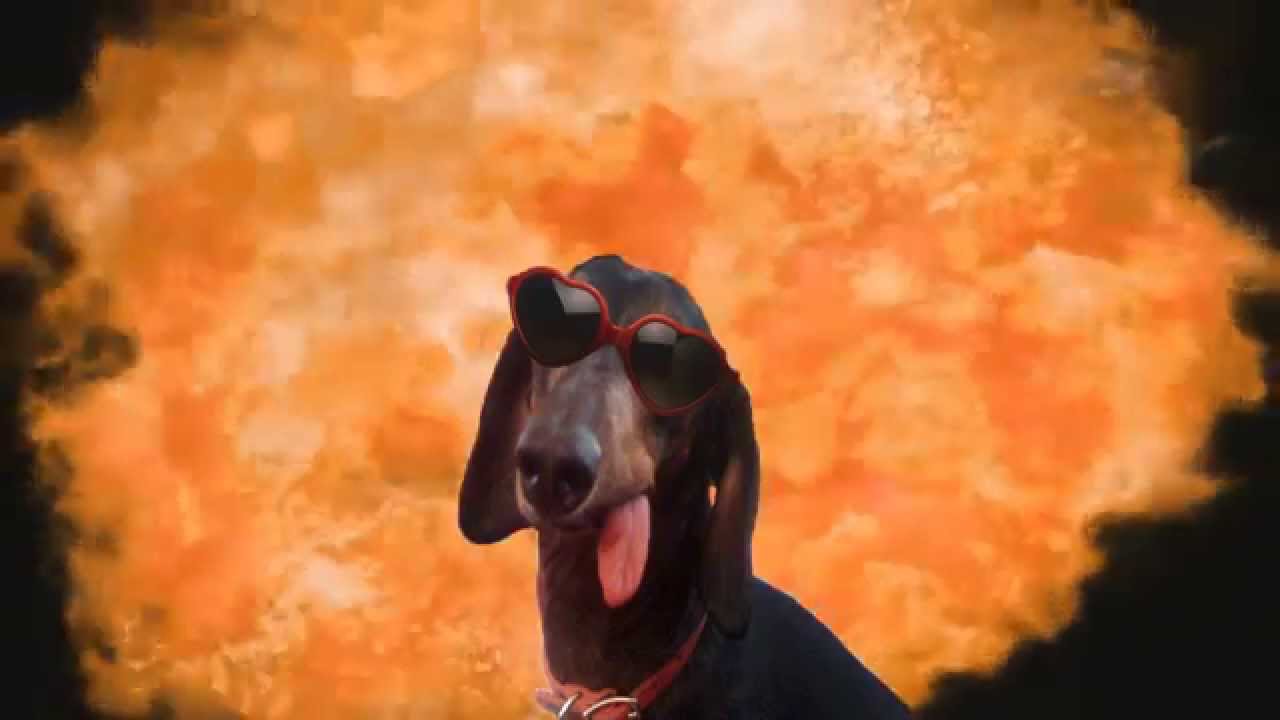 Cool dog don't look at explosion - YouTube