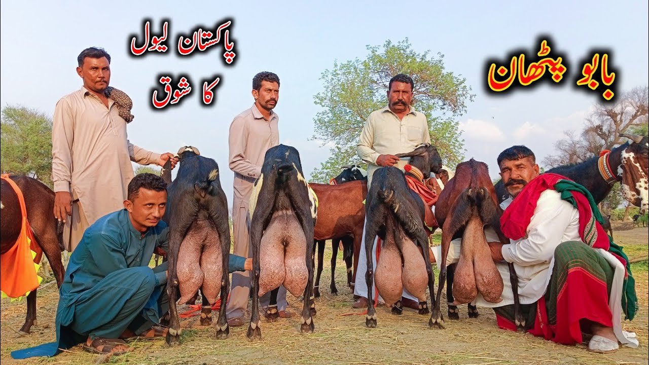 Top Class Beetal Bread Of Famous Babuu Pathan || Babu Pathan Goat Farm ...