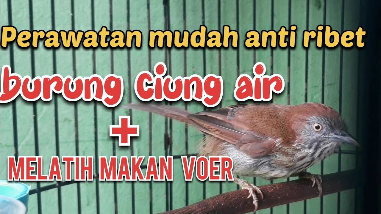 Perawatan burung Ciung Air Coreng agar cepat bunyi dan gacor - YouTube