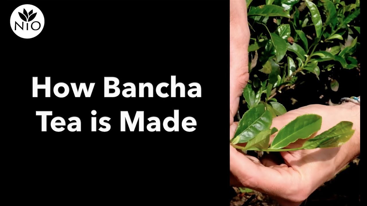 How Bancha Tea is Picked - YouTube