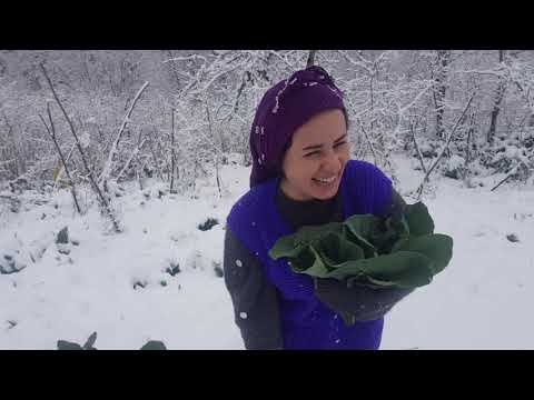 Kar altında pancar aramak.🤣🍀🤣