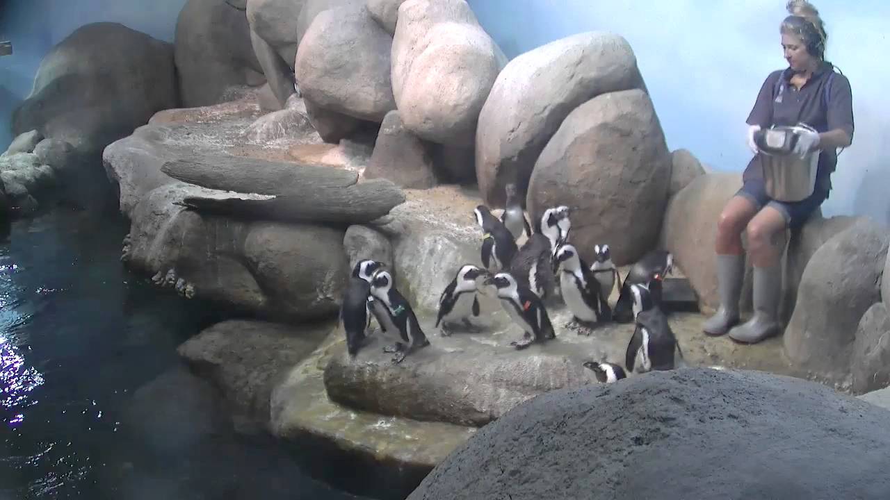 African Penguin Feeding | California Academy of Sciences - YouTube