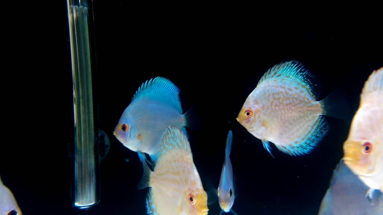 Juvie Discus flared gill - YouTube