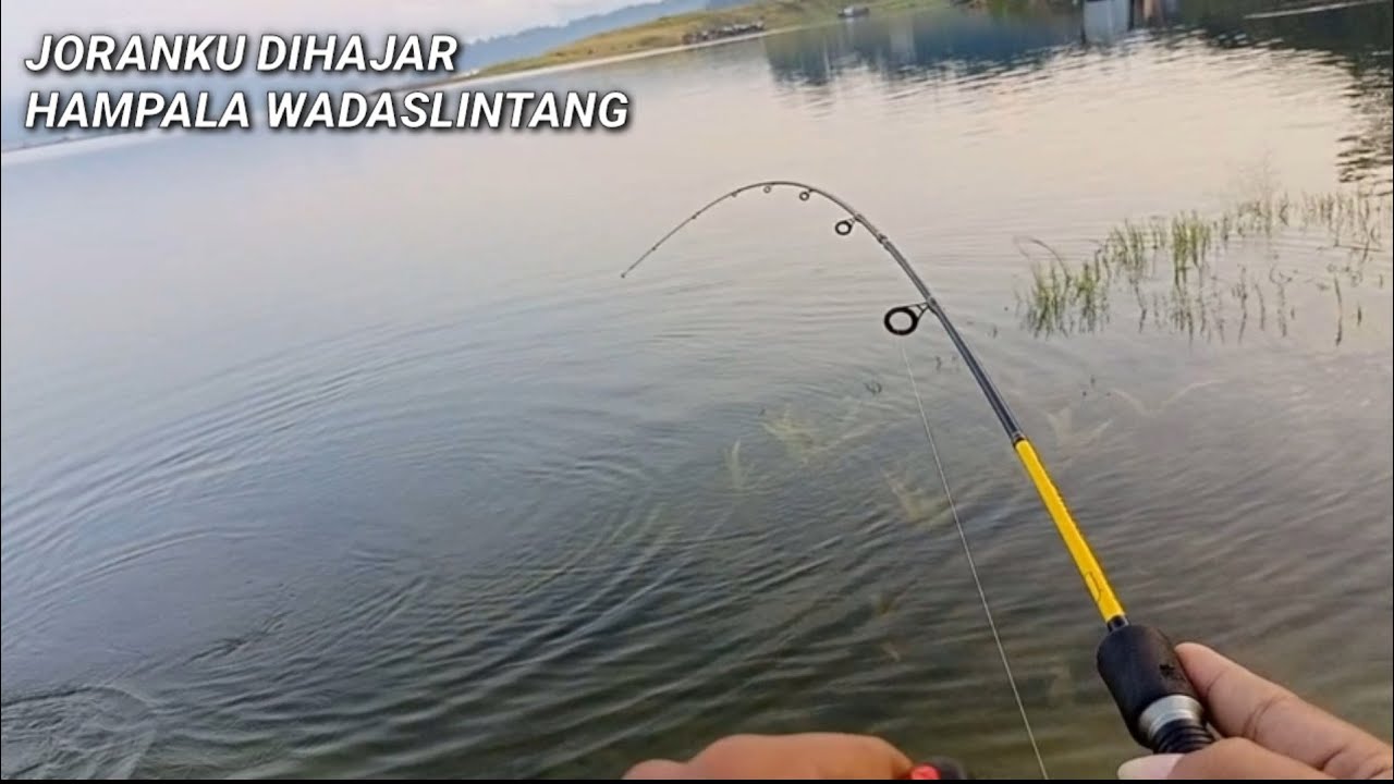Hampala Wadaslintang Gak Ada Habisnya || Casting Hampala Waduk ...
